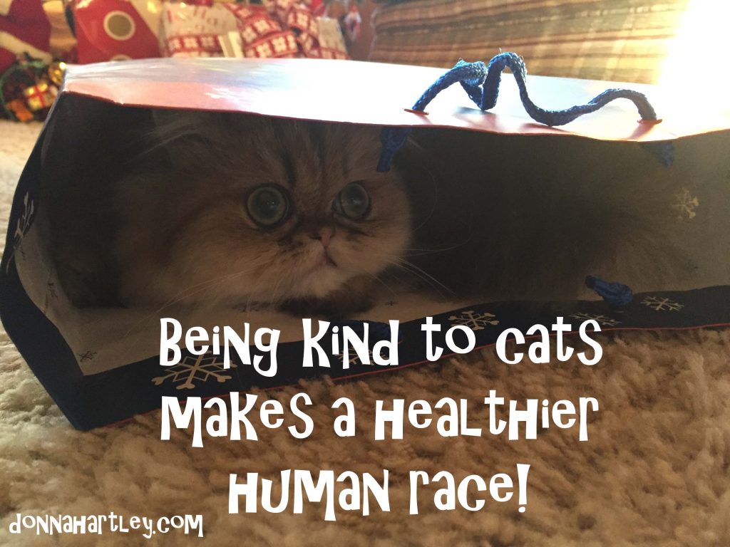 Being kind to cats makes a healthier #human race! - Hartley International