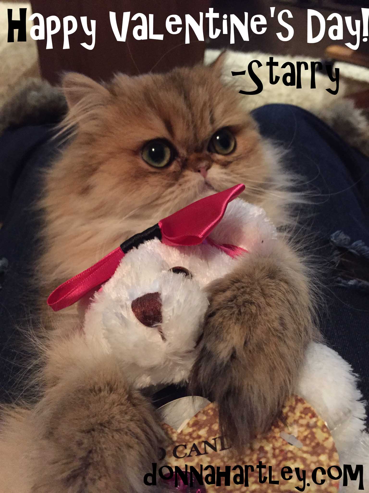 Valentines Day Cat Happy Valentines Day - Grumpy s Day Meme Generator ...